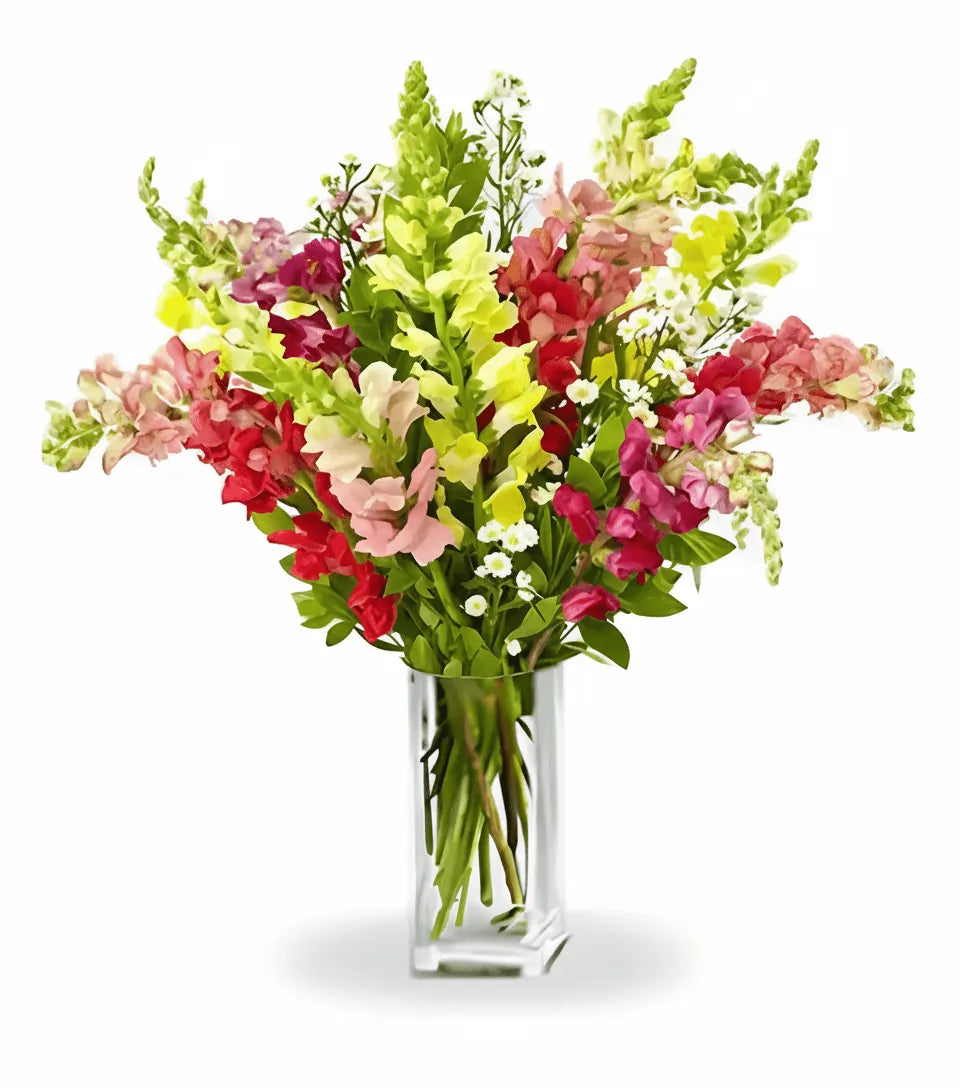 Super Snapdragons | NZ Flower Delivery | From You Flowers – From You ...